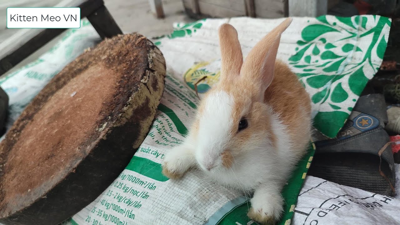 You always look fat and round Rabbit Hope - YouTube