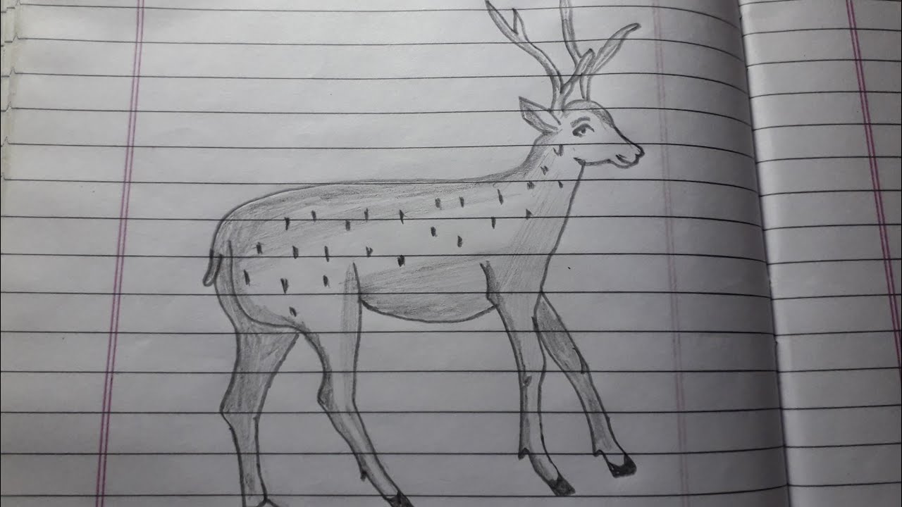 Deer🦌 pencil drawing very easy step by step/hiran 🦌bnaye asani se ...
