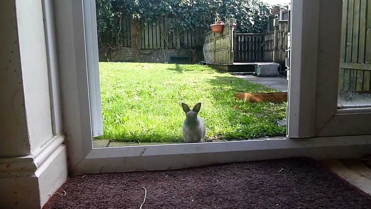 Rabbit clicker training - whistle recall - YouTube