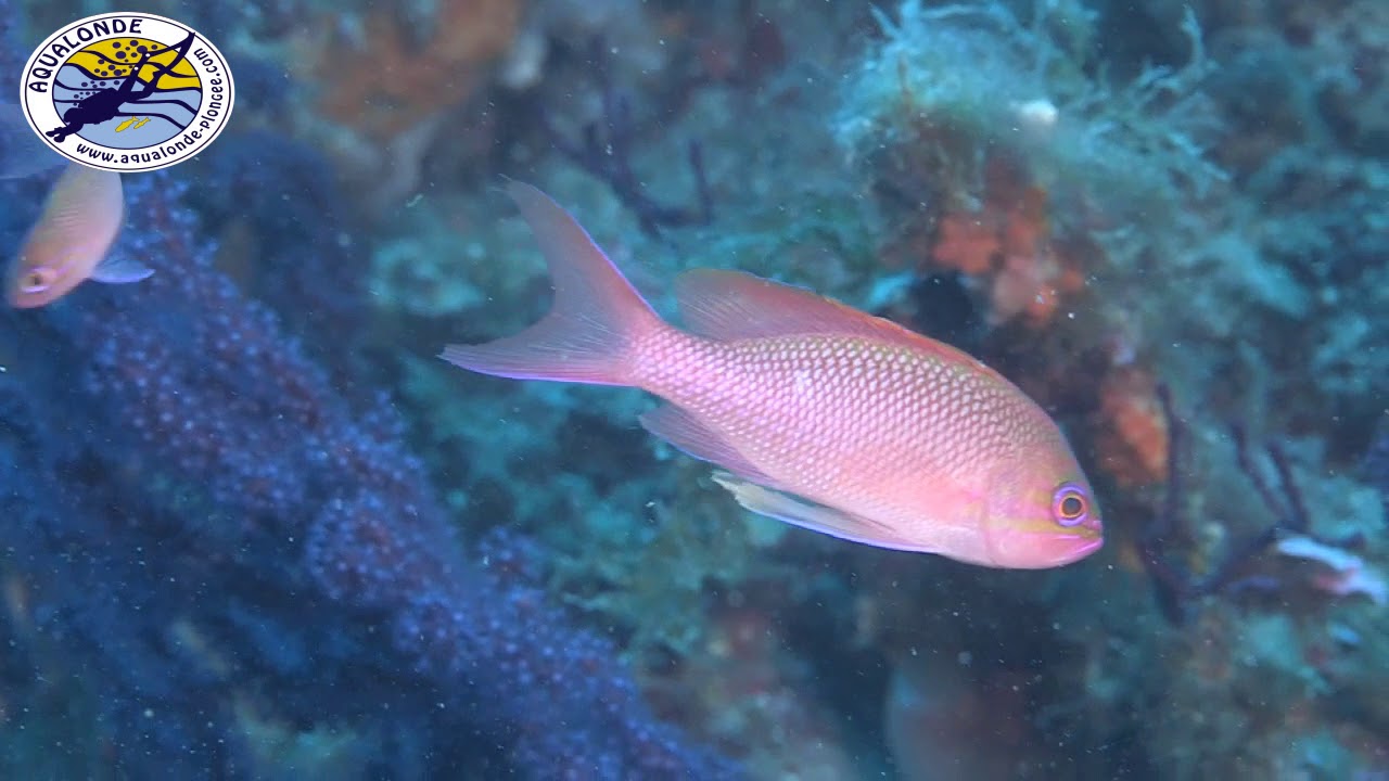 Aqualonde Plongée - La londe les Maures Var (83) - YouTube