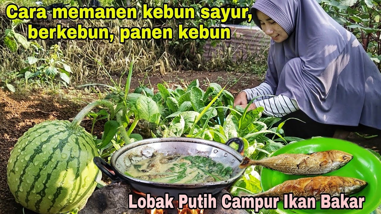 Cara memanen kebun sayur, berkebun, panen kebun | masak gulai santan ...