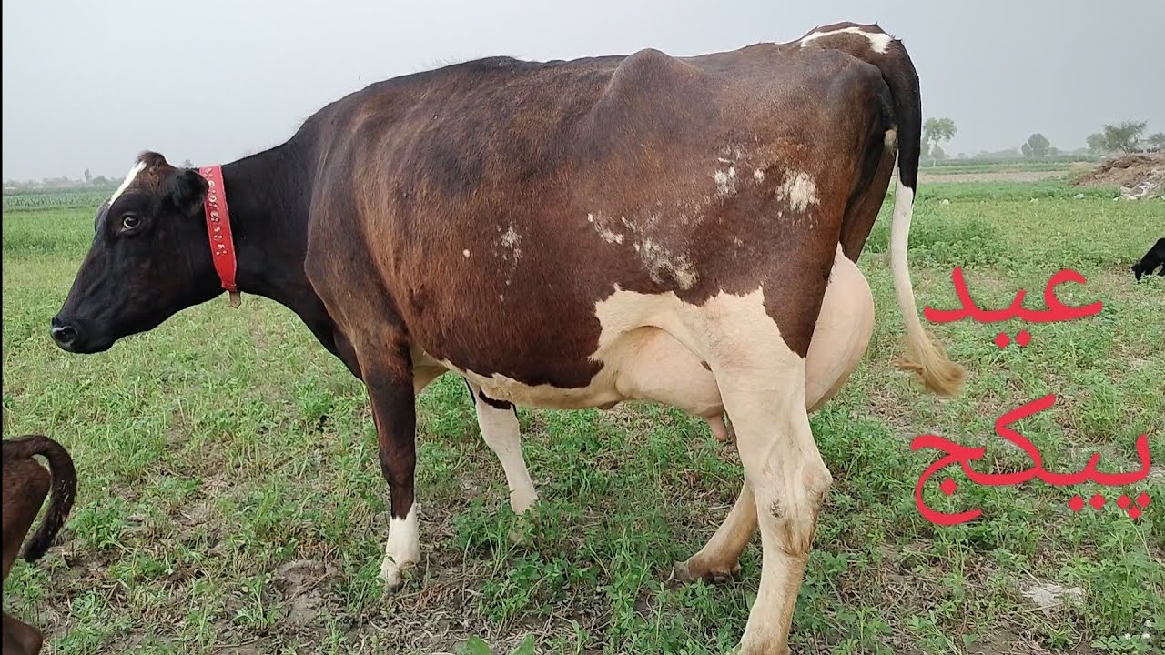 2 Anmol cow for sale 17-4-2023 in the tehsil depalpur district okara ...