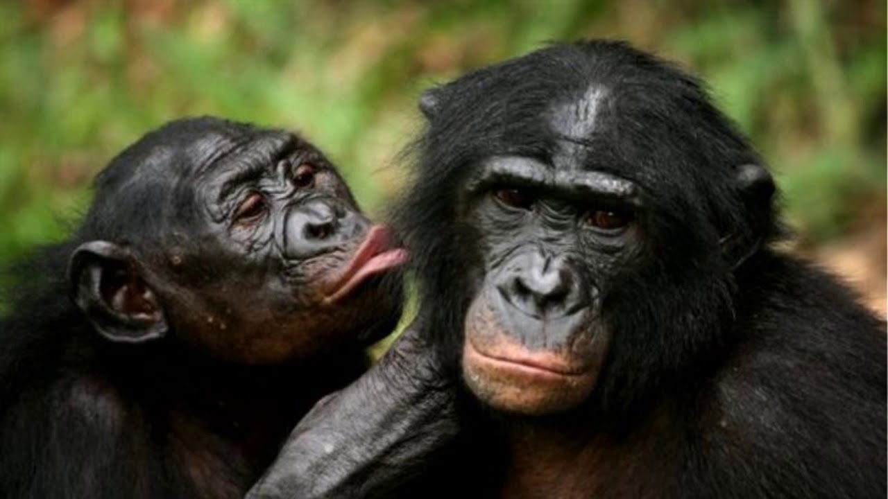 EXPLAIN A DREAM. APE, CHIMPANZEE, GORILLA ( ABOUT MEANING ) - YouTube