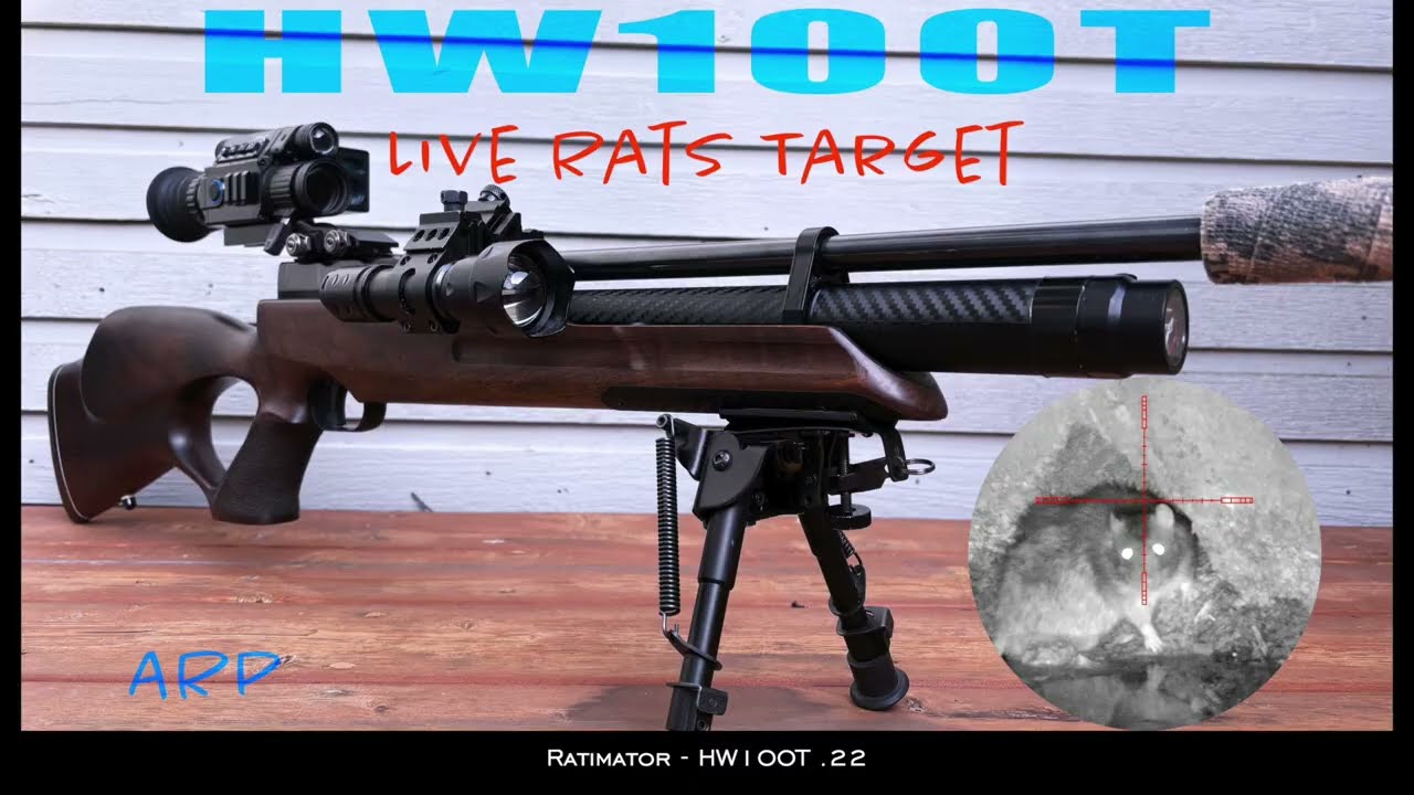 Shooting Live Rat Targets with HW100T - YouTube
