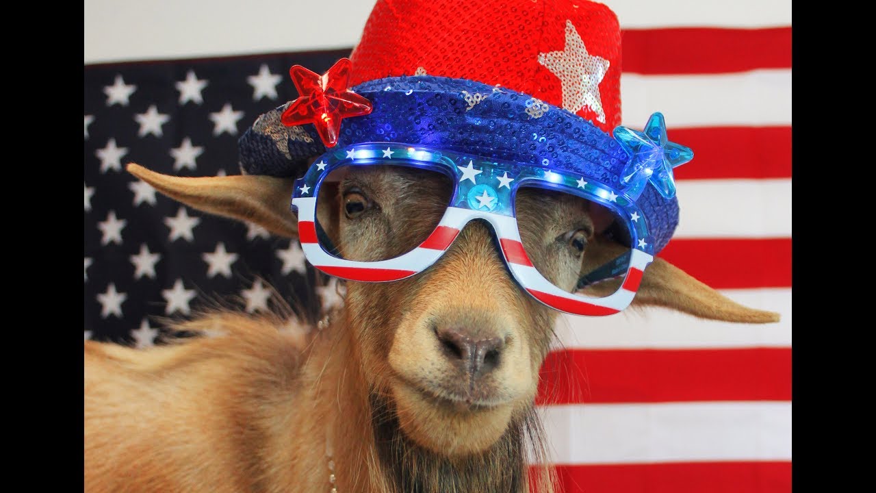 Patriotic Goat is already getting ready to celebrate 4th of July - YouTube