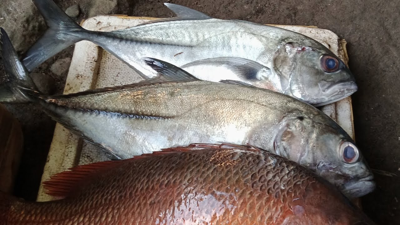 episode#12 Pina hirapan Tayo ng red snapper salamat parin sa biyaya ama ...