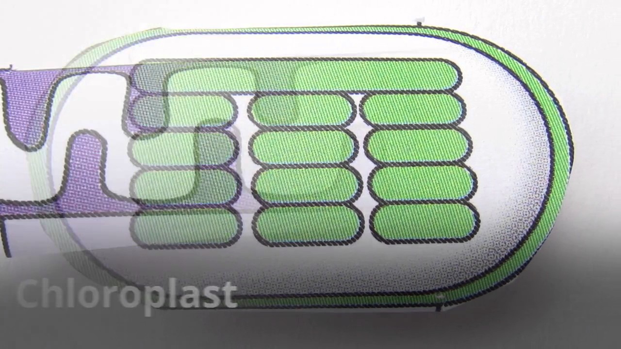 Simple Plant Cell Origami Organelle - YouTube