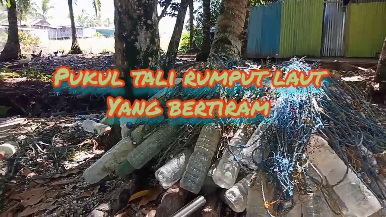 PUKUL TALI RUMPUT LAUT YANG BERTIRAM - YouTube