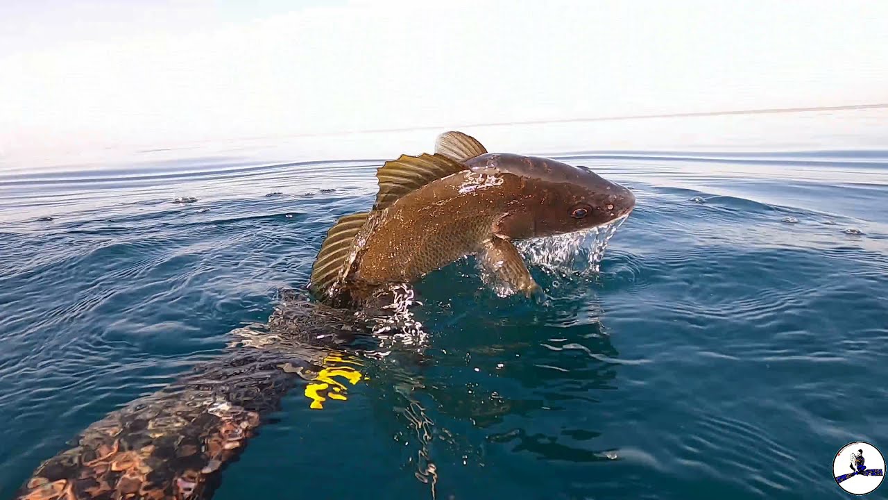 PESCA SUBACQUEA #N.5-2021: PESCARE CON LA FIOCINETTA (4 e 5 punte ...