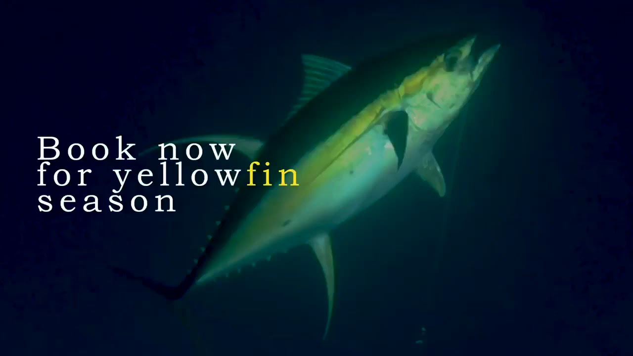 Yellow Fin Tuna Fishing Morotai Island Moro Ma Doto Experience - YouTube