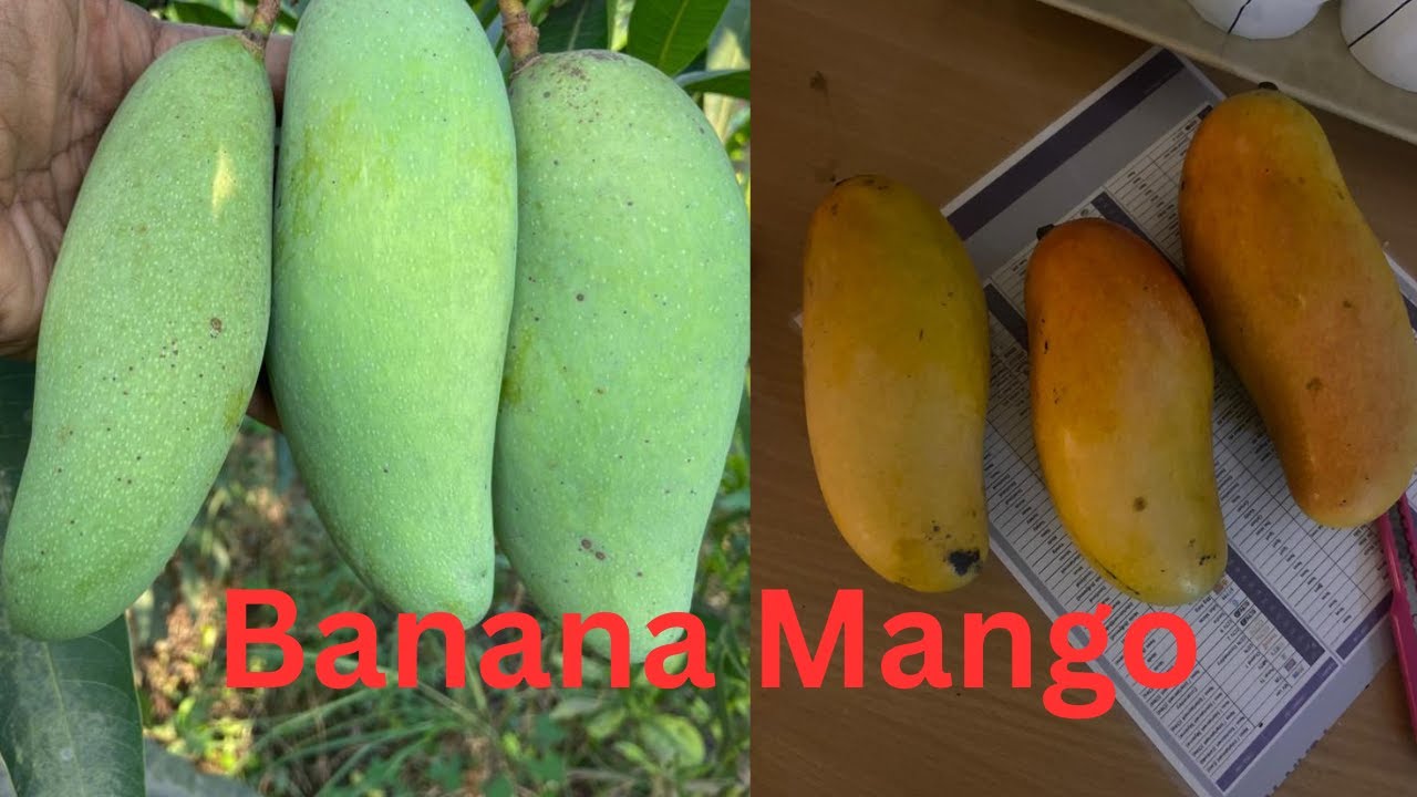 Thai Banana Mango | Yellow Banana Mango | Orginal Plant Available ...