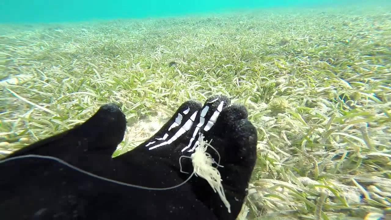 New Deadly Sea Worm Discovery in the Caribbean? - YouTube
