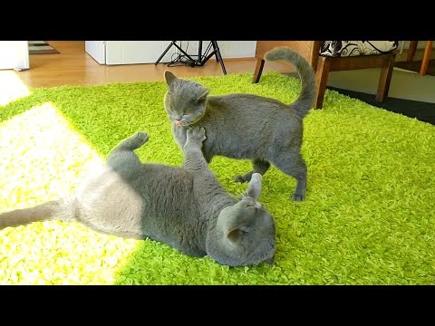 Kitten Says Sorry After Attacking Uncle Cat