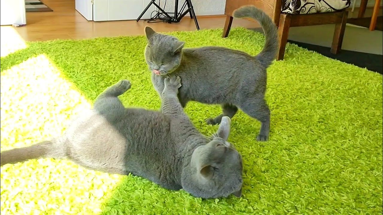 Kitten Says Sorry After Attacking Uncle Cat - YouTube