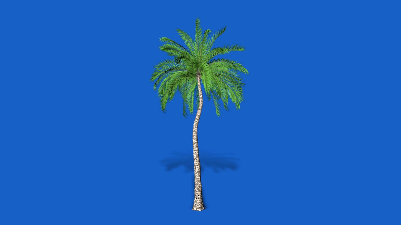 coconut tree green screen and blue screen video - YouTube