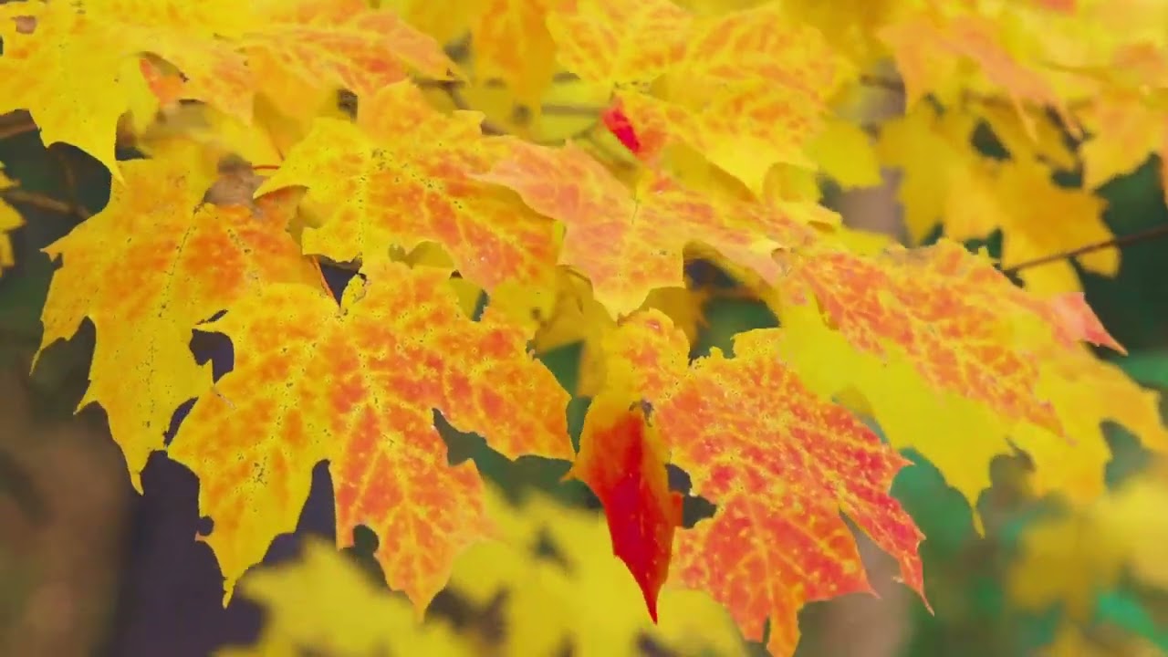 Nature sounds, relaxing, moving leaves, autumn ambience, birds song ...