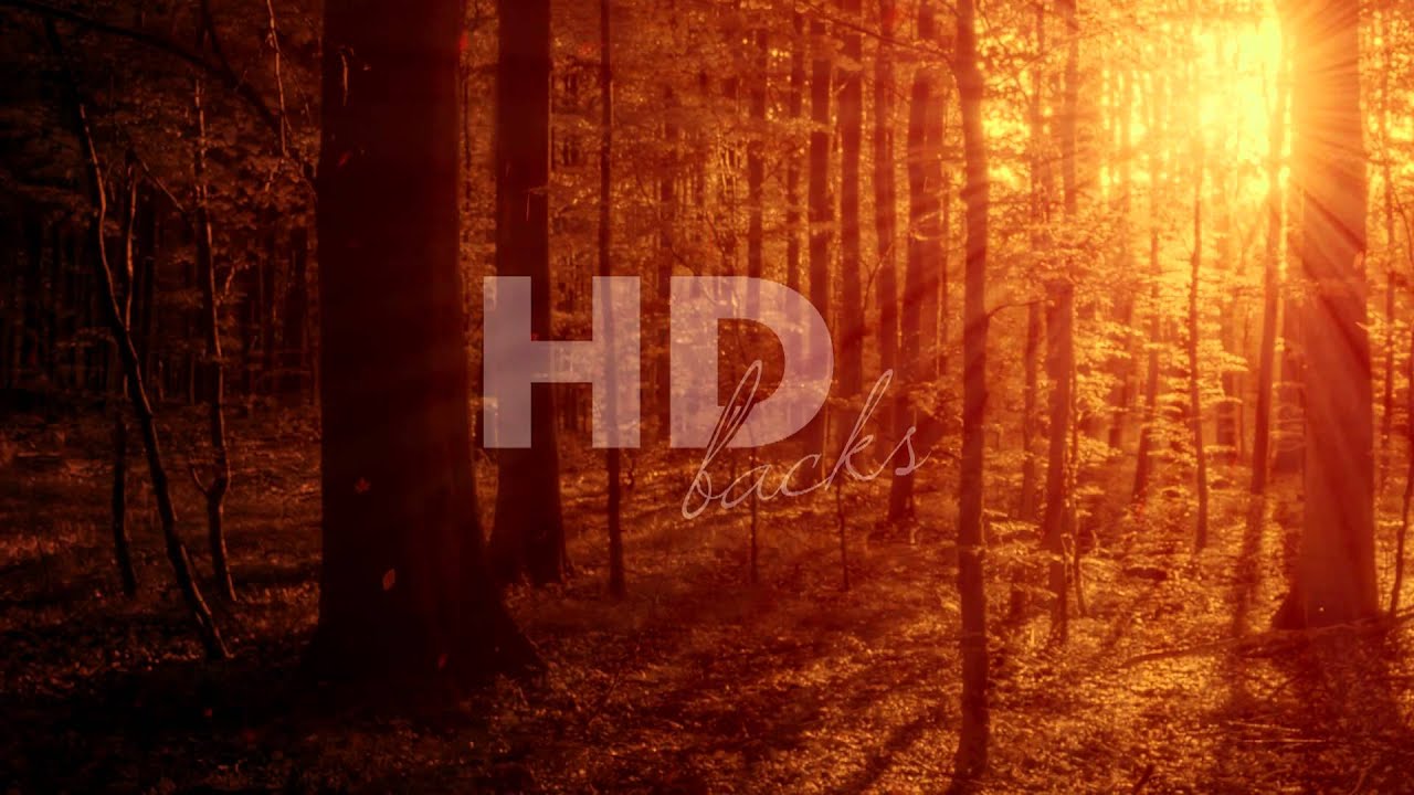 Fall Forest - HD Background Loop - YouTube