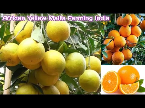 Best Malta | African Yellow Malta | Misoriyo Yellow Sweet Malta | malta ...