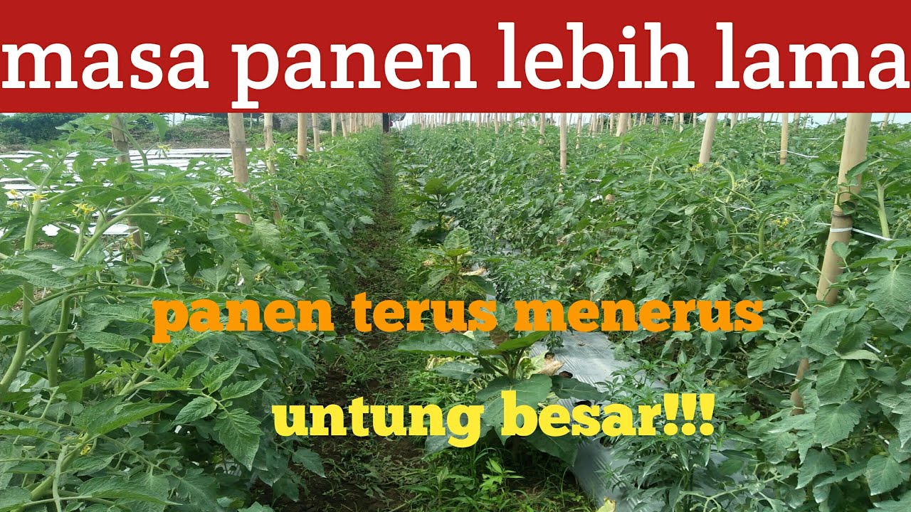 Tumpangsari Tomat, Cabe dan Terong Belanda Panen Terus!!! - YouTube