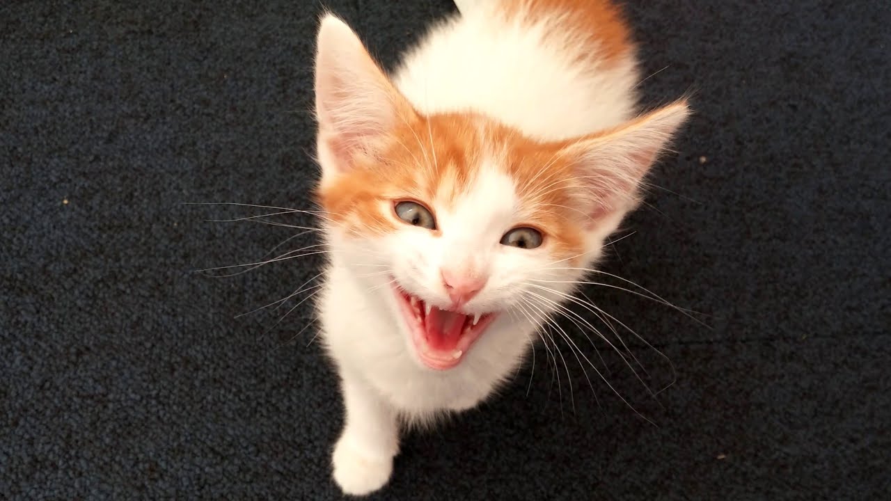 Cats and Kittens Meowing Compilation - YouTube