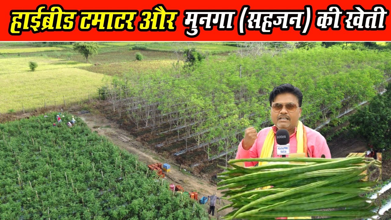 हाइब्रिड टमाटर और मुनगा(सहजन) की खेती ।Hybrid Tamater Or Munga (Sahjan ...
