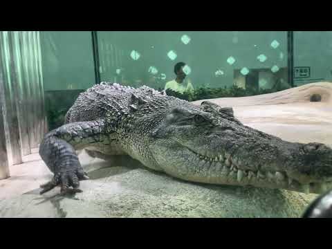 NIFREL Osaka - An Indoor Aquasafari
