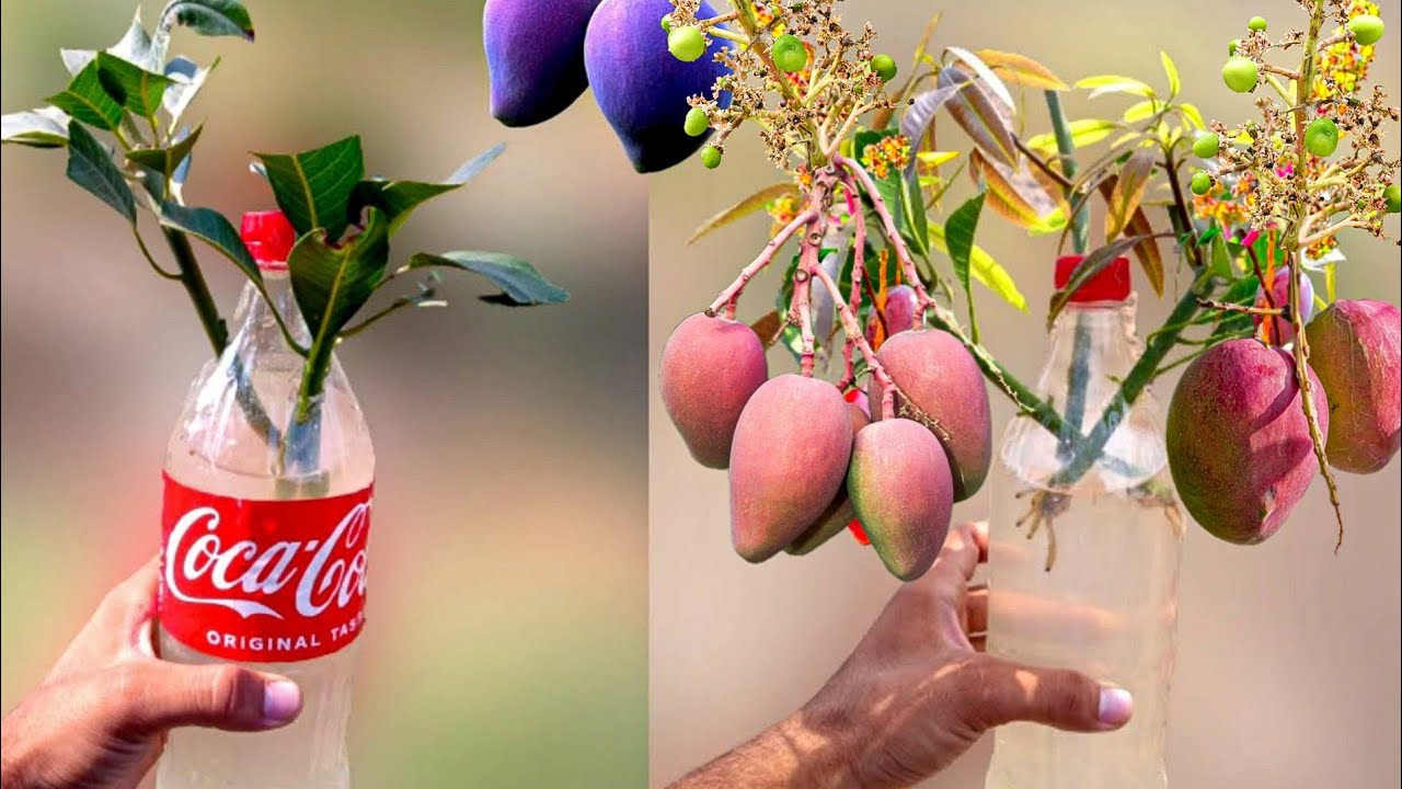 Unique Skill Propagation Mango Tree Growing Fast Use Natural Hormone Method Of Rooting In