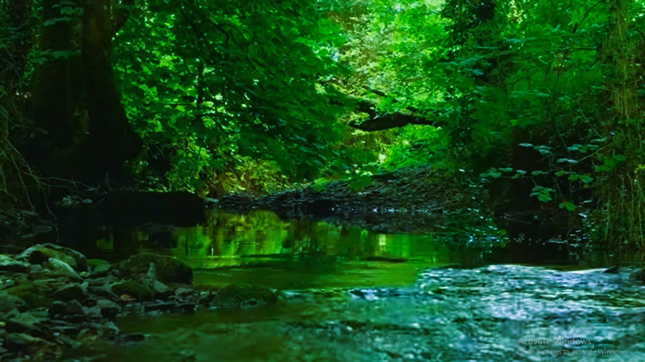 FOREST RIVER SOUNDS, BEAUTIFUL BIRDSONG, RELAXING NATURE SOUNDS - YouTube