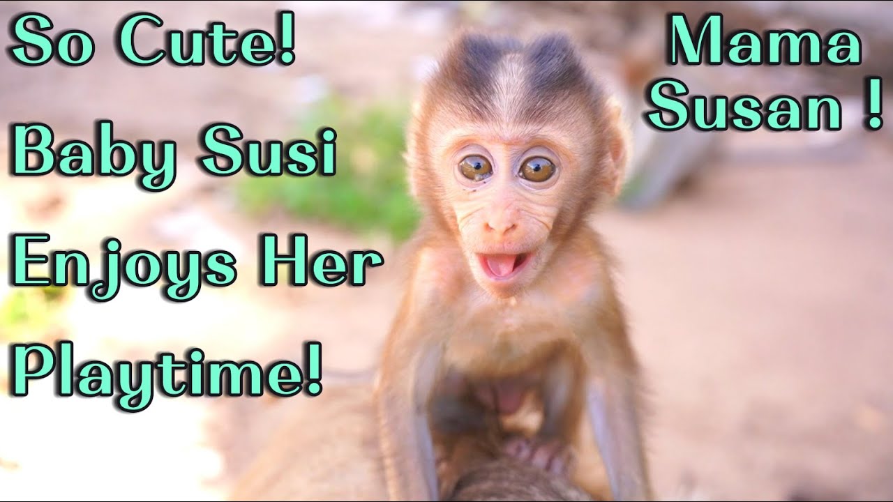 Adorable Baby Monkey Susi Playing Happily While Mama Susan Watches with ...