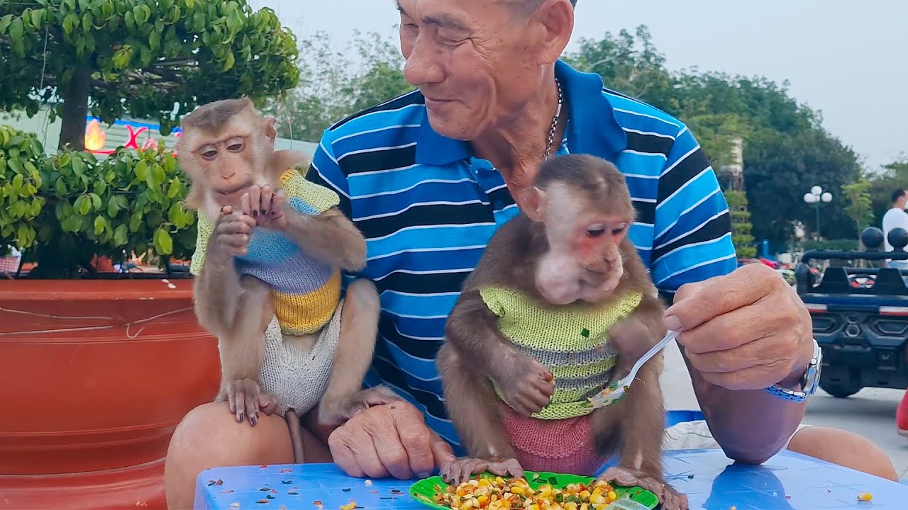 Monkey baby enjoys super cute butter popcorn outside - YouTube