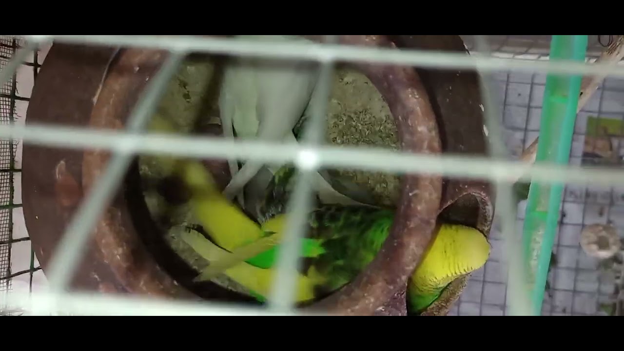 Birds family #sweet home # birds breeding # baby bird feeding # white ...