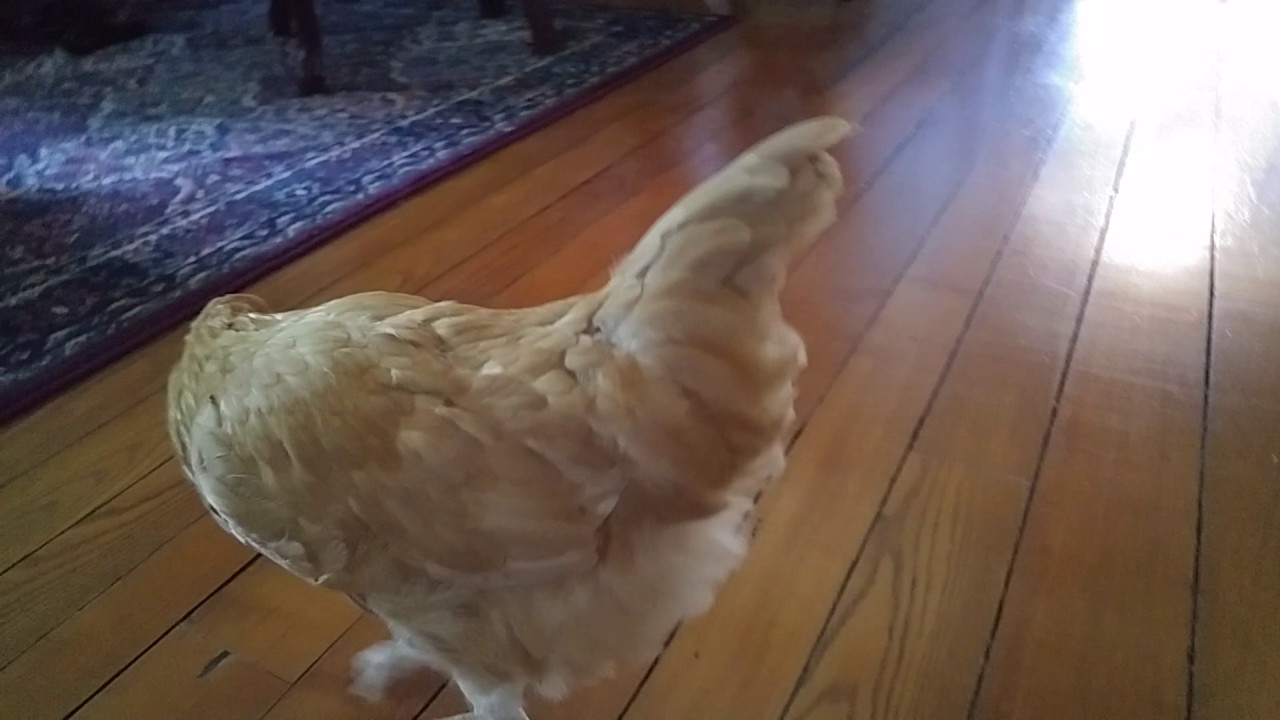 Opal antics! I love this crazy chicken!!! - YouTube