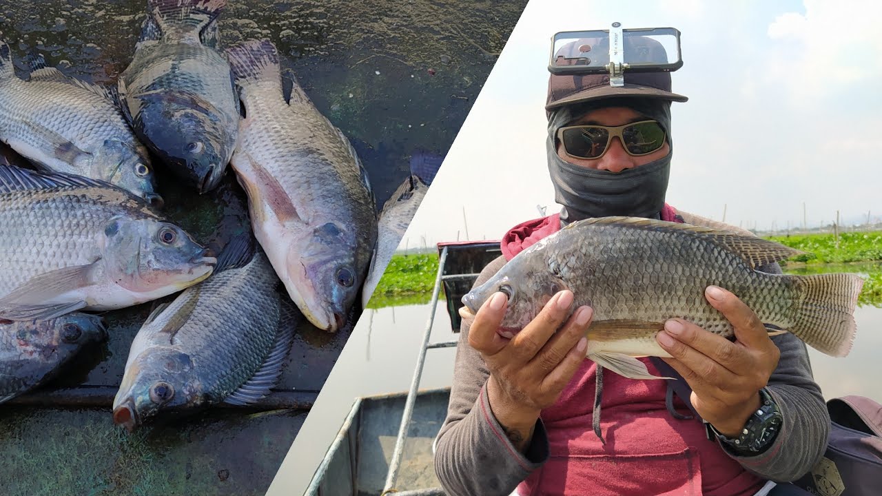 ANG LALAKI NG PLA PLA / LAGUNA LAKE TIKSAY FISHING - YouTube