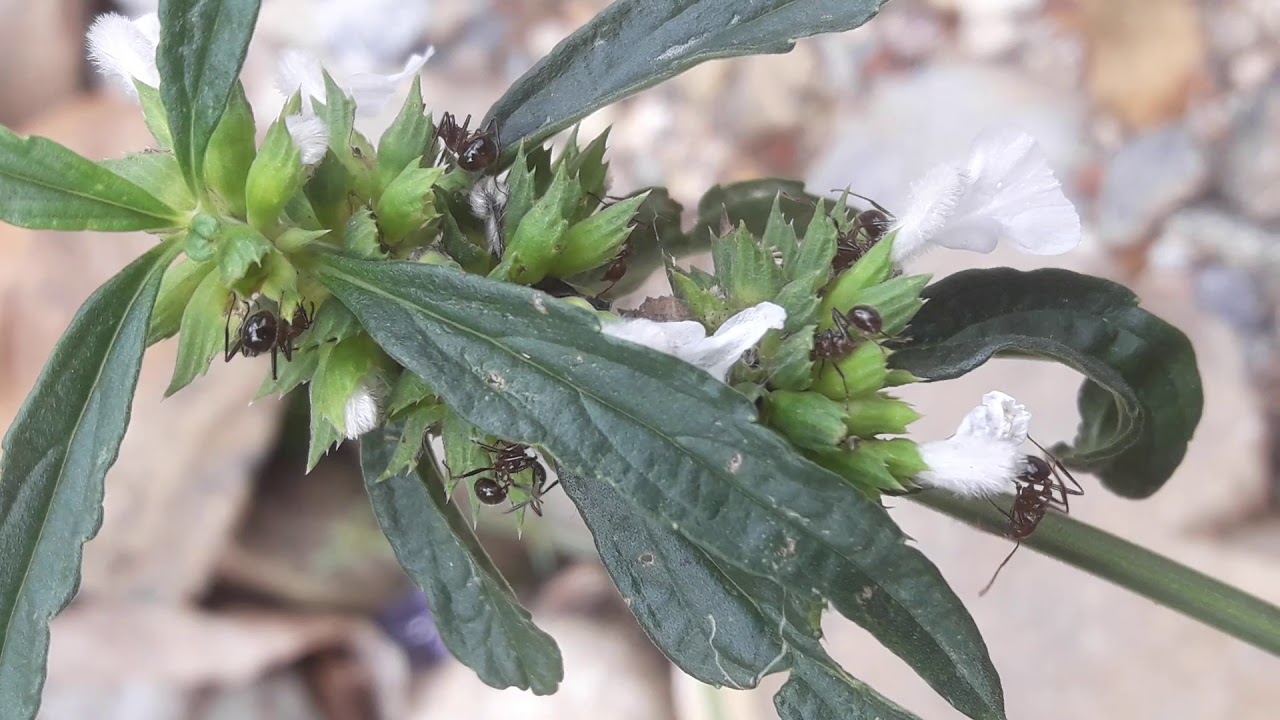 ANTS LIVING| THUMBA CHEDI - YouTube
