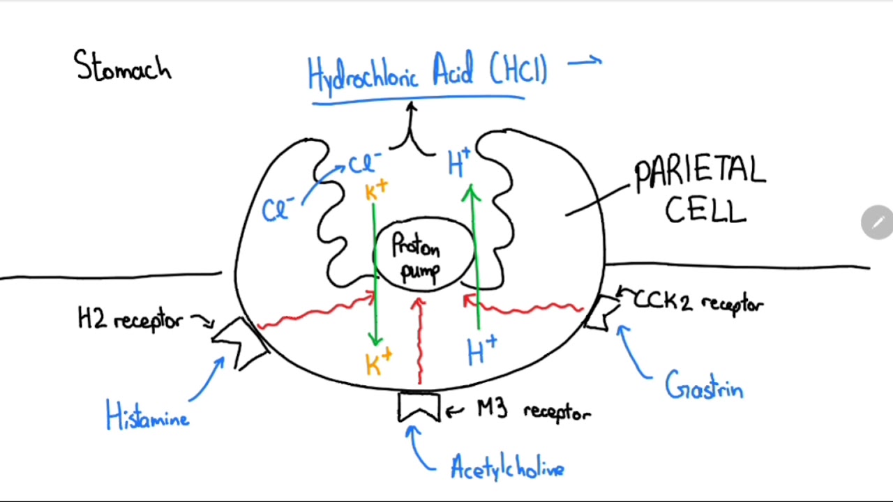 Proton Pump Inhibitors Explained in 4 Minutes - YouTube