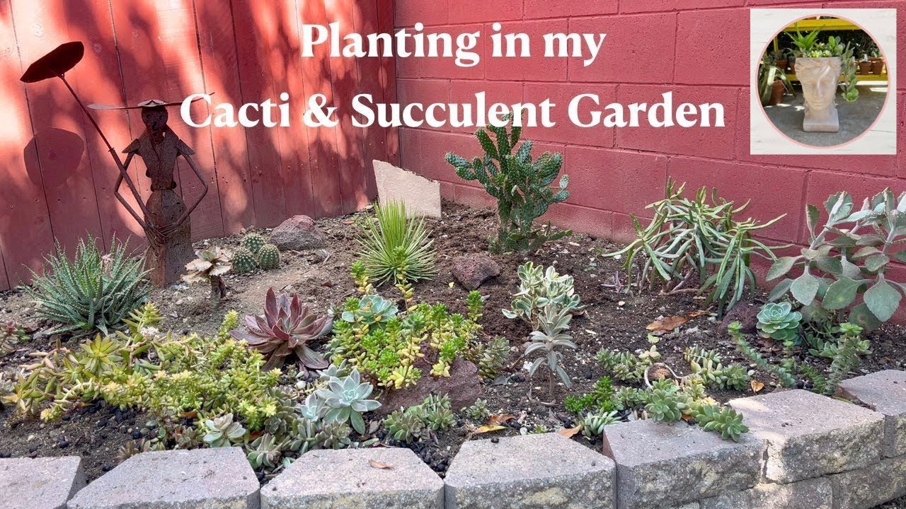 Planting Agave Stricta, Echeveria, and Sticks on Fire in My Succulent ...