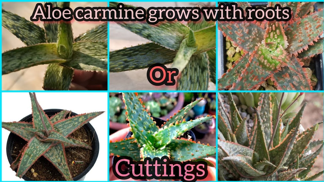 Aloe carmine grows with roots or cuttings | hybrid aloe // Grow green ...