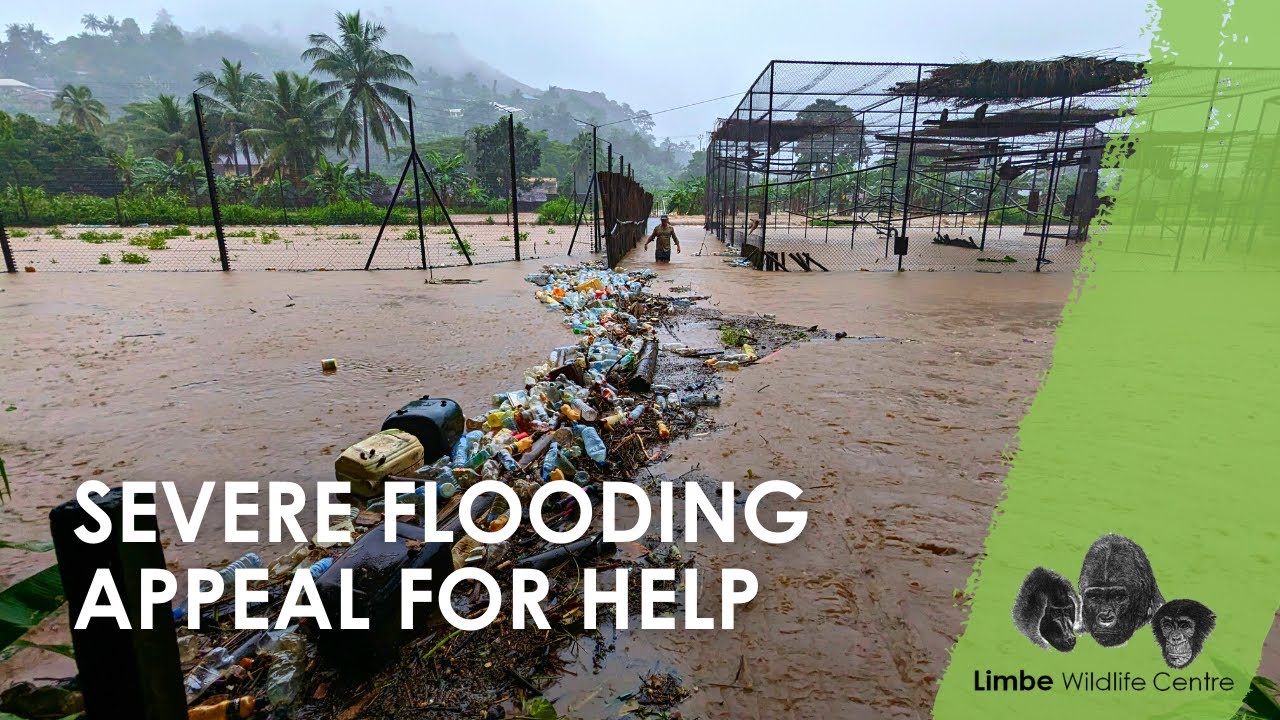 Help us recover from severe flooding at the Limbe Wildlife Centre - YouTube