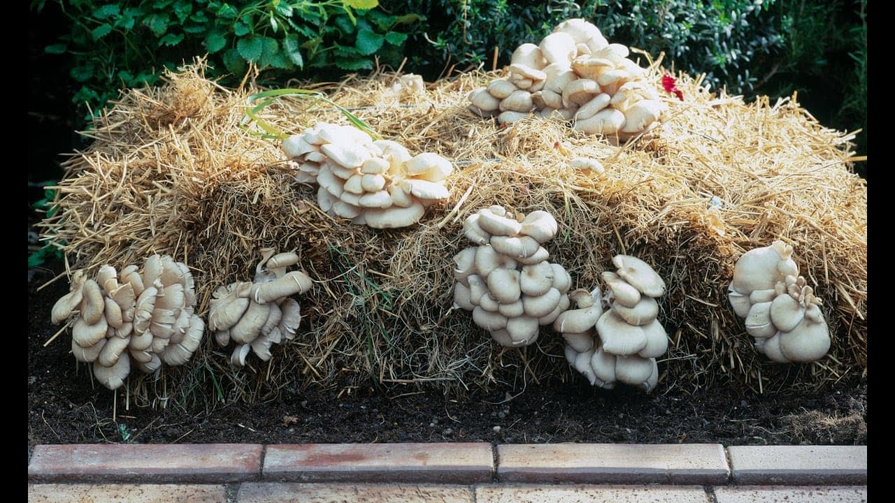 EXTREME LOW COST Oyster Mushroom Cultivation in PHILIPPINE - YouTube