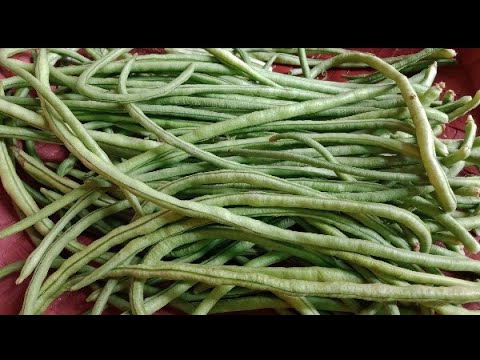 बरबटी की मजेदार रेसिपी ।। Barbati ki bhujia ll #boro ki sabji recipe in ...