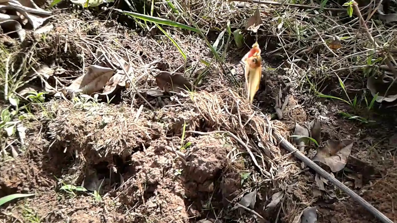 Fazenda Simoso Mogi Mirim(1) - YouTube