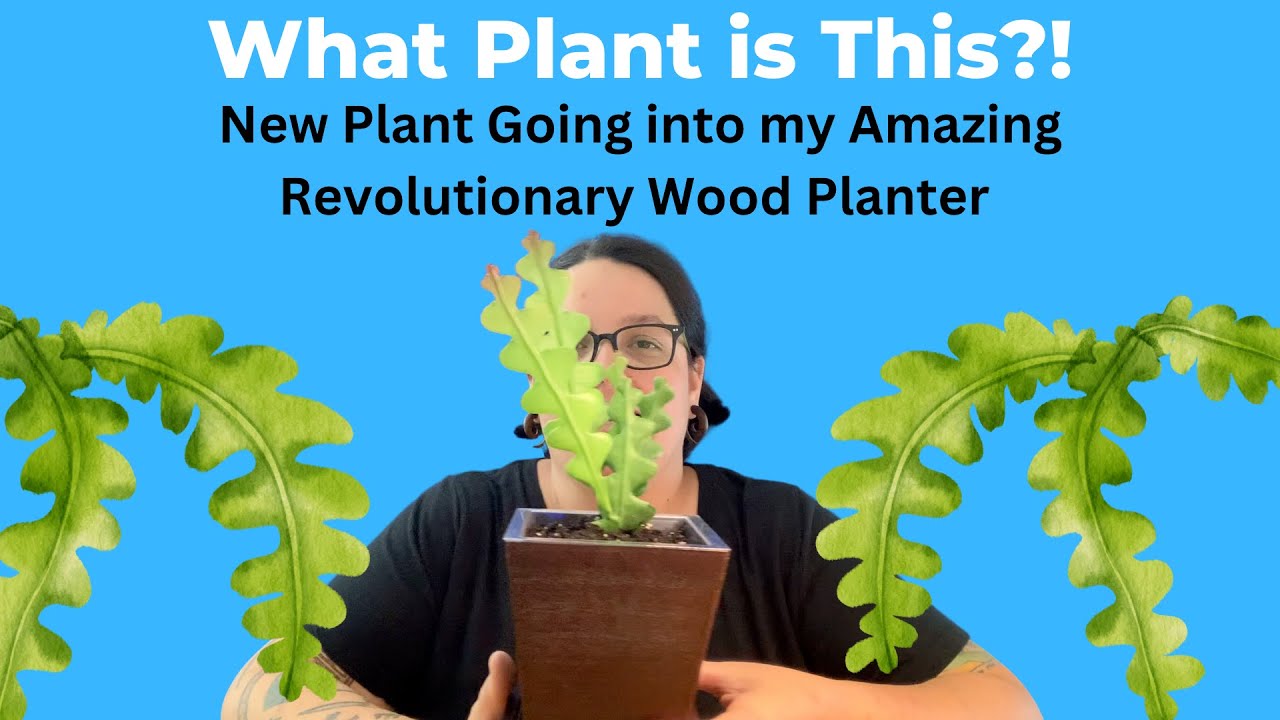 Repotting my Plant in Stand With Nature's Patent-Pending Planter # ...