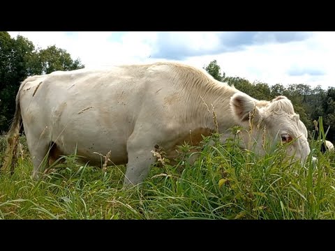 What's quiet as a lamb, full as a tick and happy as Larry? Cow grazing ...