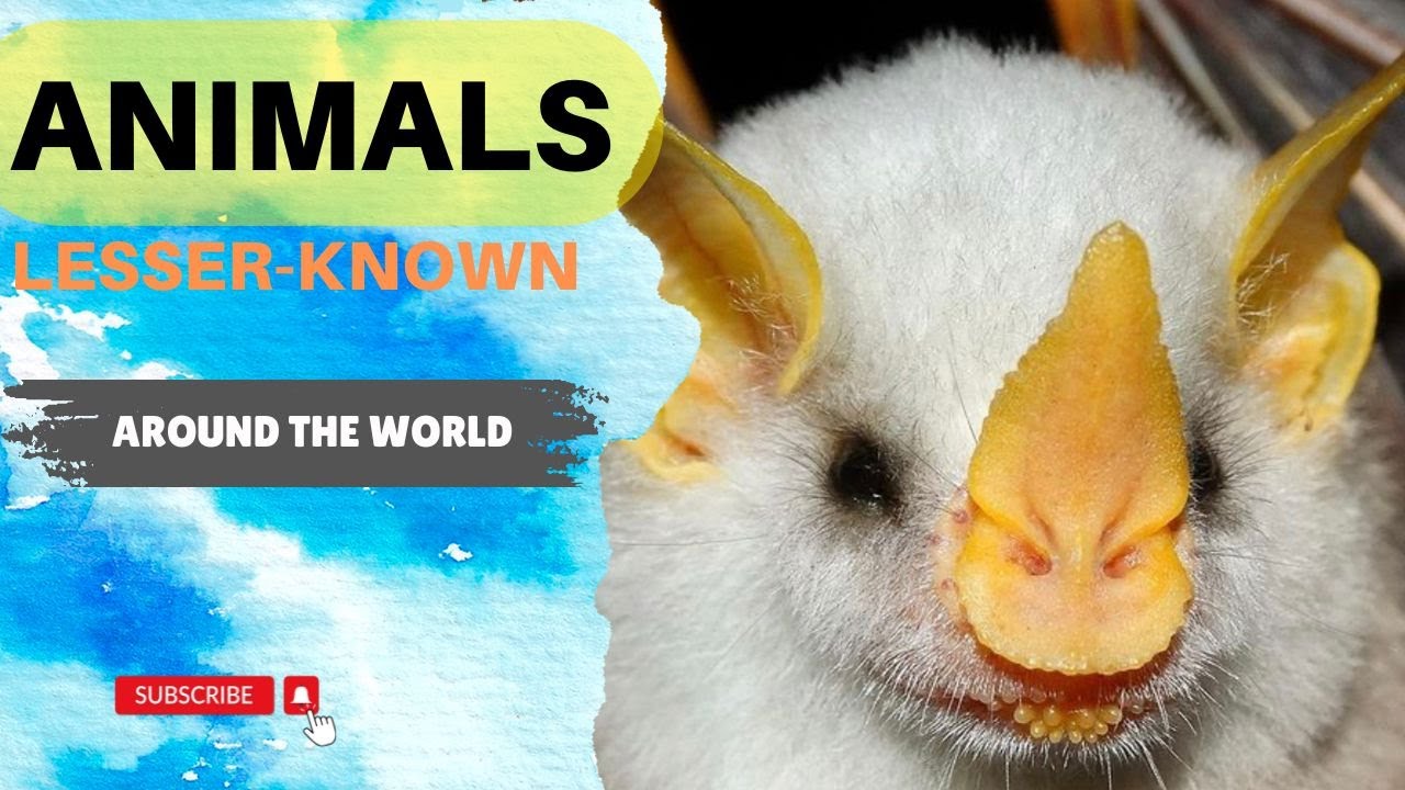 Fascinating Lesser Known Animals - YouTube
