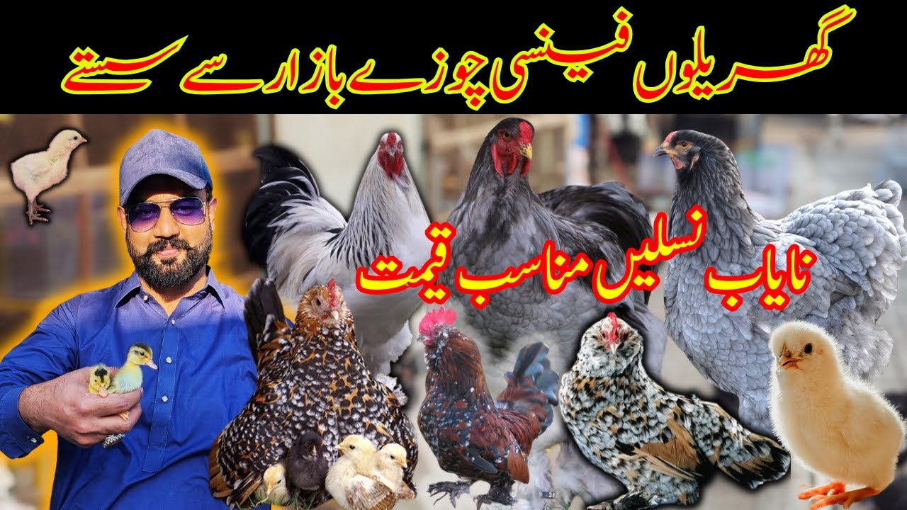 Fancy Chicken Chicks For Sale | Top Fancy Hens Chicks Available | Blue ...