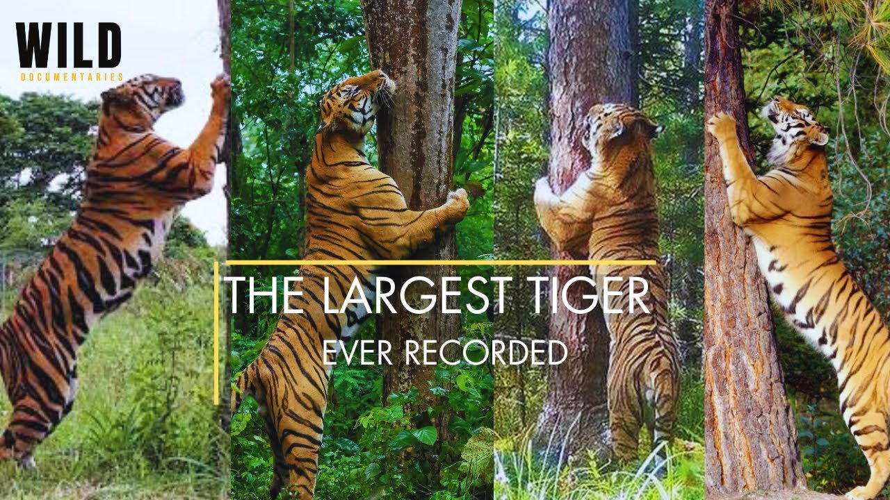 The LARGEST TIGER Ever Recorded! | Meet 4 Giant Tigers (3 Wild, 1 ...