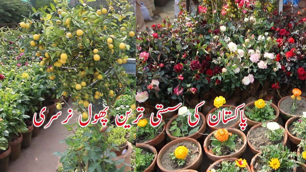 Cheapest Flower Nursery in Lahore Pakistan | Plants And Pots | Dil Di ...