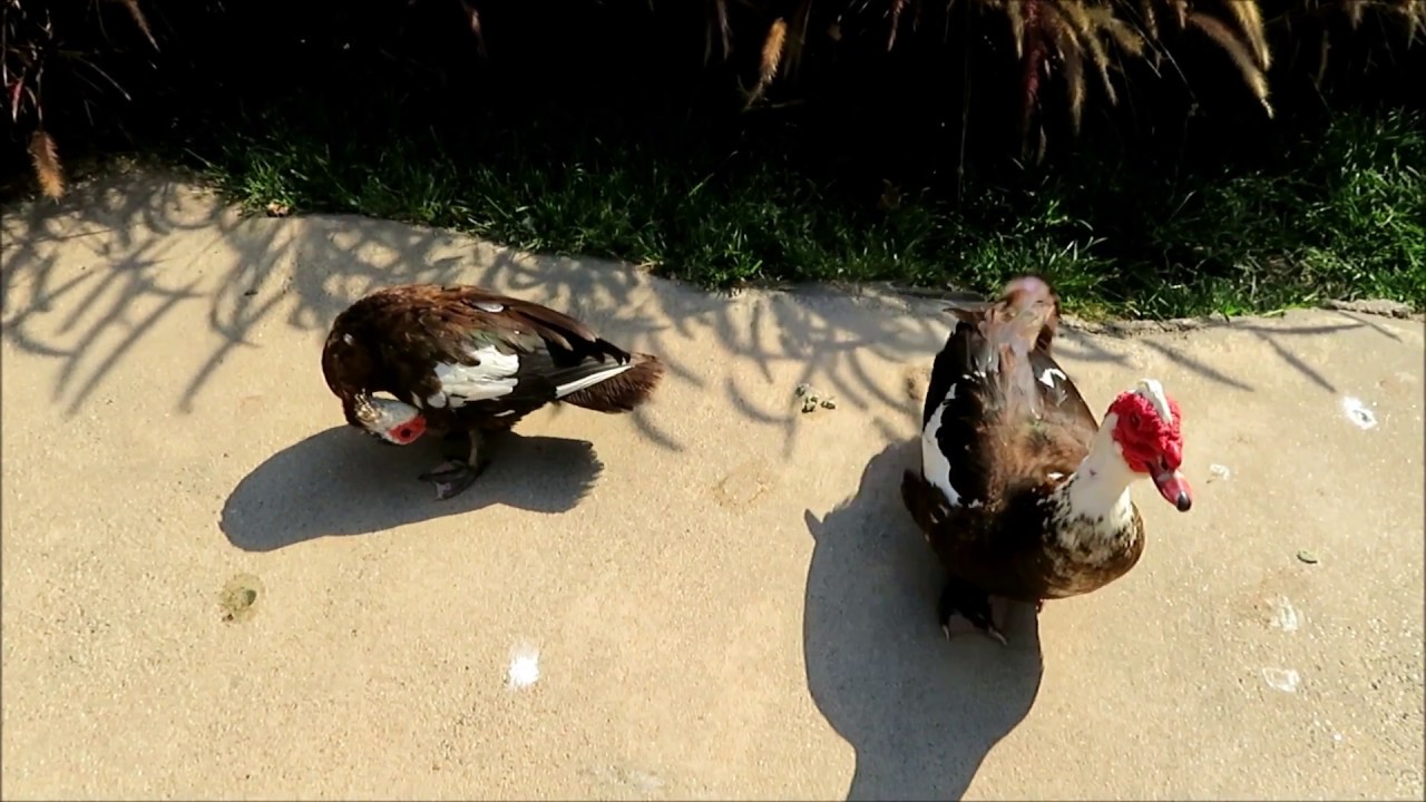 Domestic Muscovy Ducks Mating (California) - YouTube