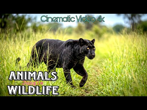 Ultimate Wild Animals Collection | Wildlife | Wild Animals | Cinematic Video 4k 