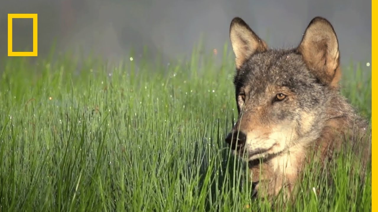 La stratégie de chasse des loups - YouTube